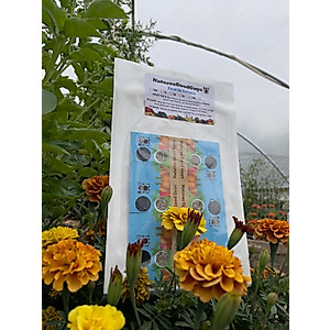 1,000 Encarsia Formosa