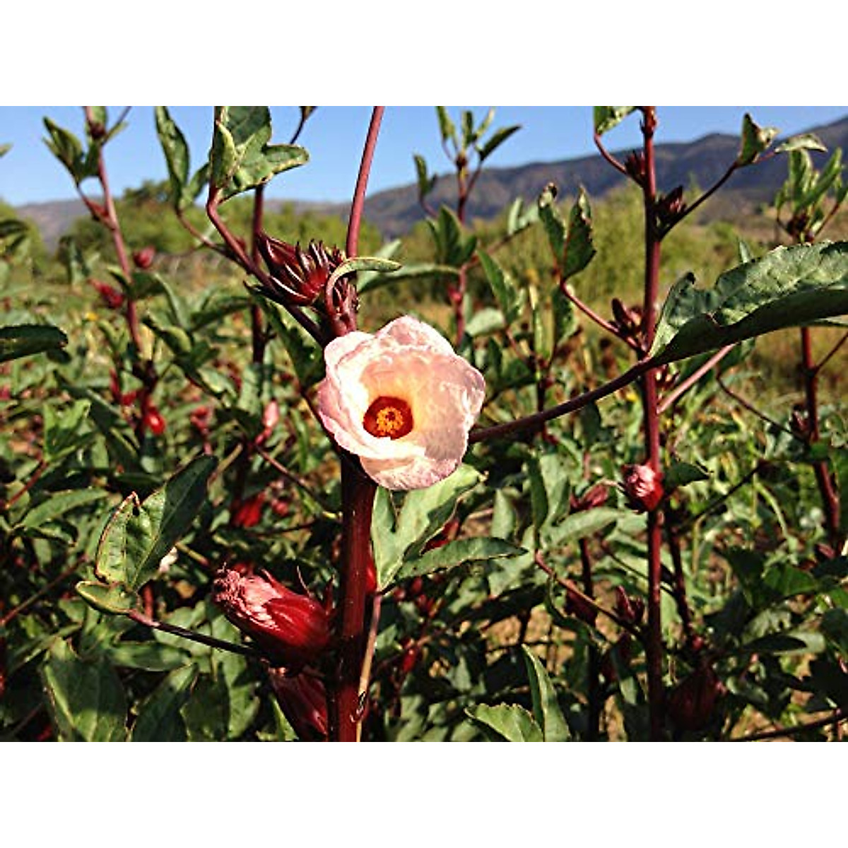 Hibiscus sabdariffa/Roselle Seeds - Pack of 30, Certified Organic, Non-GMO, Open Pollinated, Untreated Flower Seeds for Planting – from USA