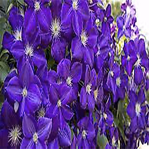 50 Dark Purple Clematis Seeds Bloom Vine Climbing Perennial Flowers Garden Flower, Easy to Grow & Low-Maintenance-QAUZUY GARDEN