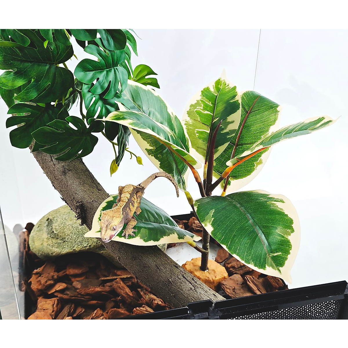 Woyrise Reptile Plants for Terrarium Decor, Amphibian Habitat Artificial Plant, Bearded Dragon Tank Accessories fit Gecko Lizard Chameleon Ball Python Snake Frog - Ficus Microcarpa