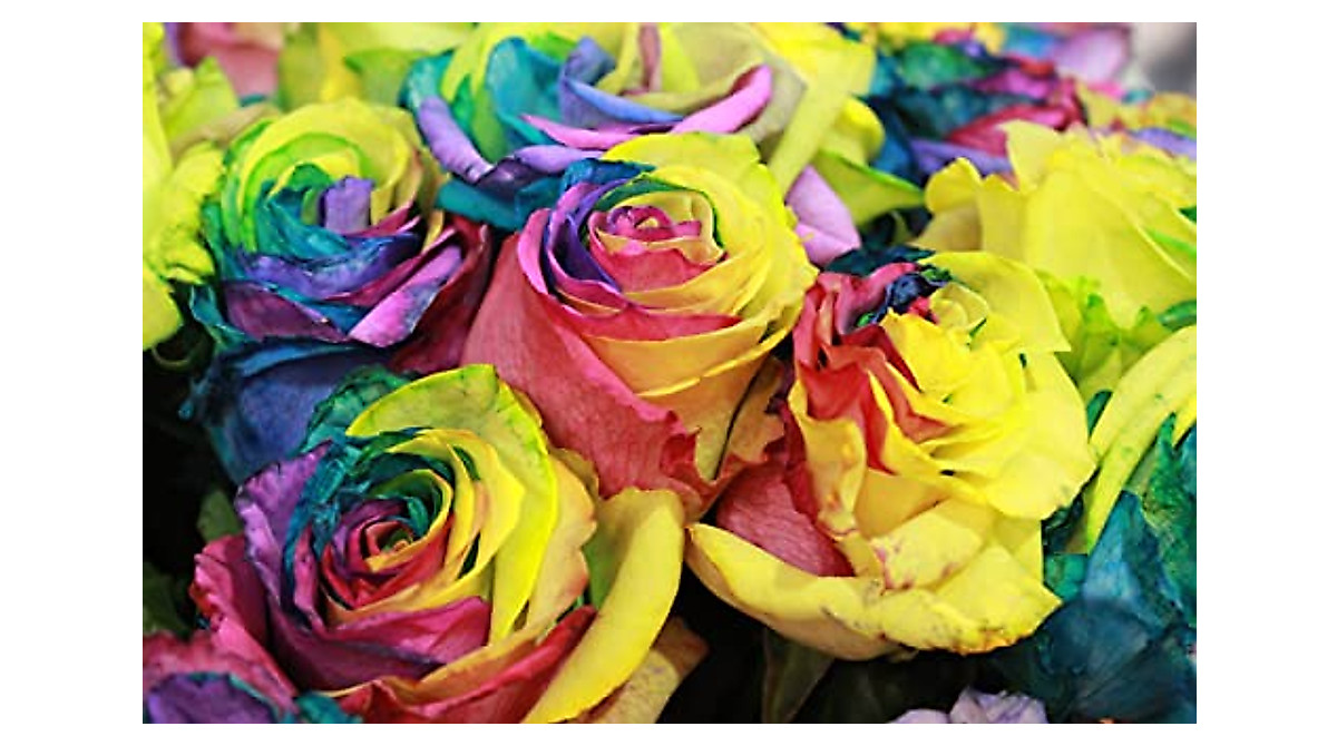 Buy 100 Colorful Rainbow Rose Seeds | Beautiful Perennial
