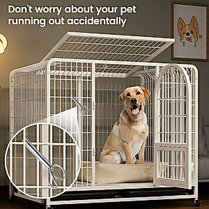 LIUCOGXI 20 PCS Rabbit Cages Door Metal Finger Spring Latch Dog Cage Door Spring Hooks for Rabbit Dog Birds Bunny Rodents Guinea Pig Hamster Parrot Cage Door