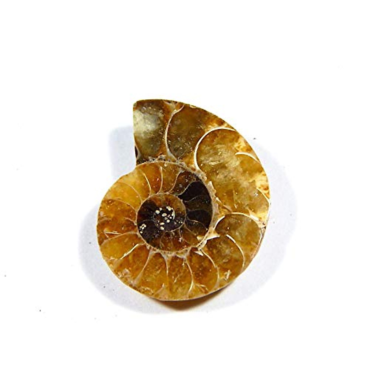 XUETZALCOATL Skandah Sudarshan Shaligram 1.5cm - 2.5cm from Kali Gandaki 1 pcs