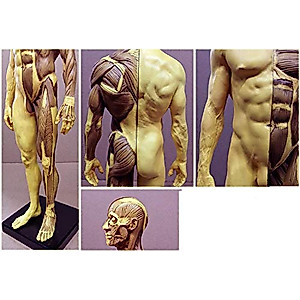 ALKITA 30CM Human Anatomical Anatomy Skull Head Body Muscle Bone Resin Model Male Golden