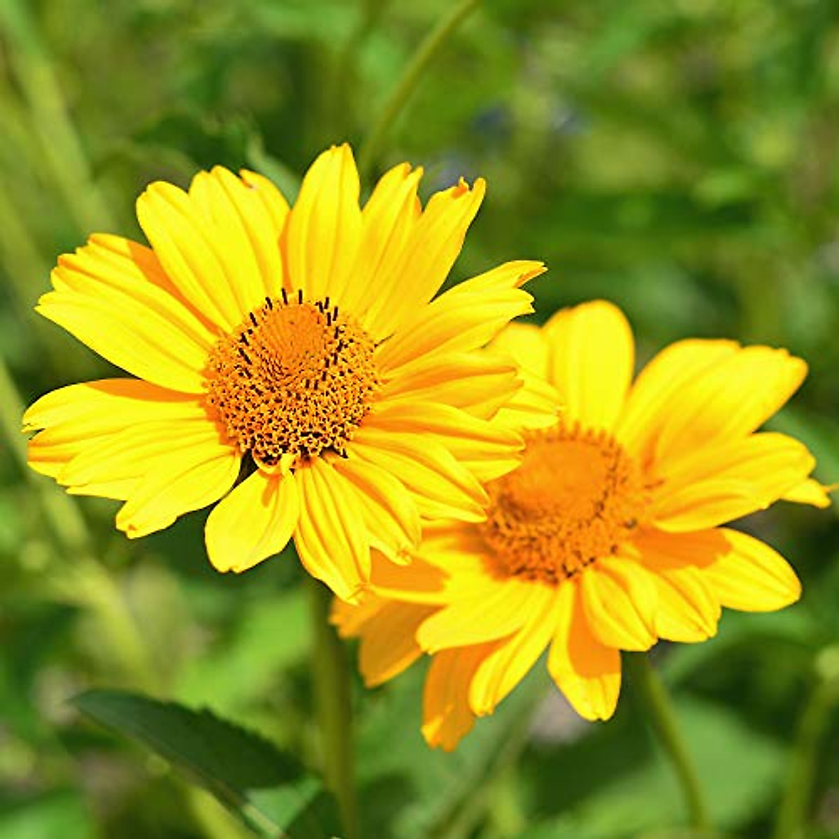 Outsidepride Perennial Heliopsis Summer Sun Garden Cut Flower - 2000 Seeds