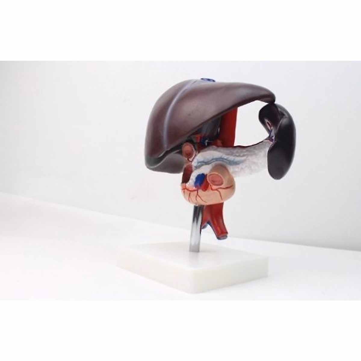 Human Life Size Liver, Pancreas and Duodenum Simulation Model Medical Anatomy Type:YR-H-XC-311