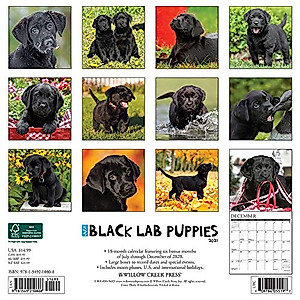 Just Black Lab Puppies 2021 Wall Calendar (Dog Breed Calendar)