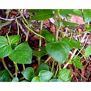 5000 Crab Claw Seeds - Rau Cang Cua - Herb Peperomia Pellucida Pansit Pansitan Shiny Bush | Non GMO | Organic | Heirloom | High Germination Rate