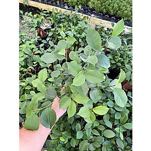 BubbleBlooms Ficus microcarpa Chinese Banyan Bonsai Tree in a 6 inch Pot