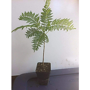 Beautiful Flowering Blue Jacaranda Tree Plant 5-11" Tall Potted (no California)