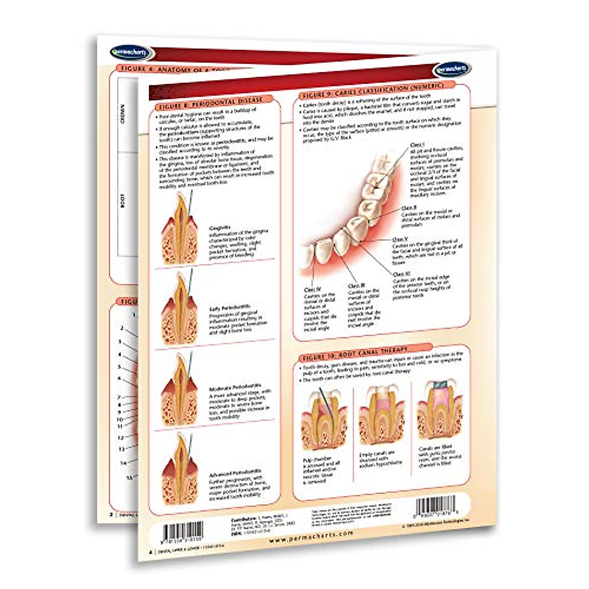Dental: Upper & Lower Chart- Medical Quick Reference Guide by Permacharts