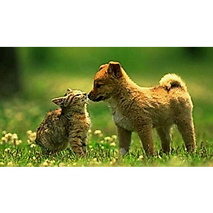 cat Dental Care Treats - Pets Premium Teeth Health for Dogs and Cats - Oral Gum Teeth Complex Support - Vitamin Supplement for Cats - 60 Tablets (1 Bottle)