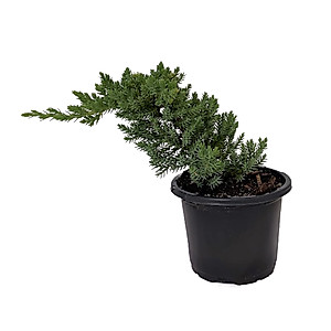 Japanese Juniper Bonsai Tree - 4" Pot - Juniperus procumbens - Nana