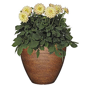 Classic Home and Garden 3/803P/1 Premiere Collection Planter, Paragon 12", Parchment