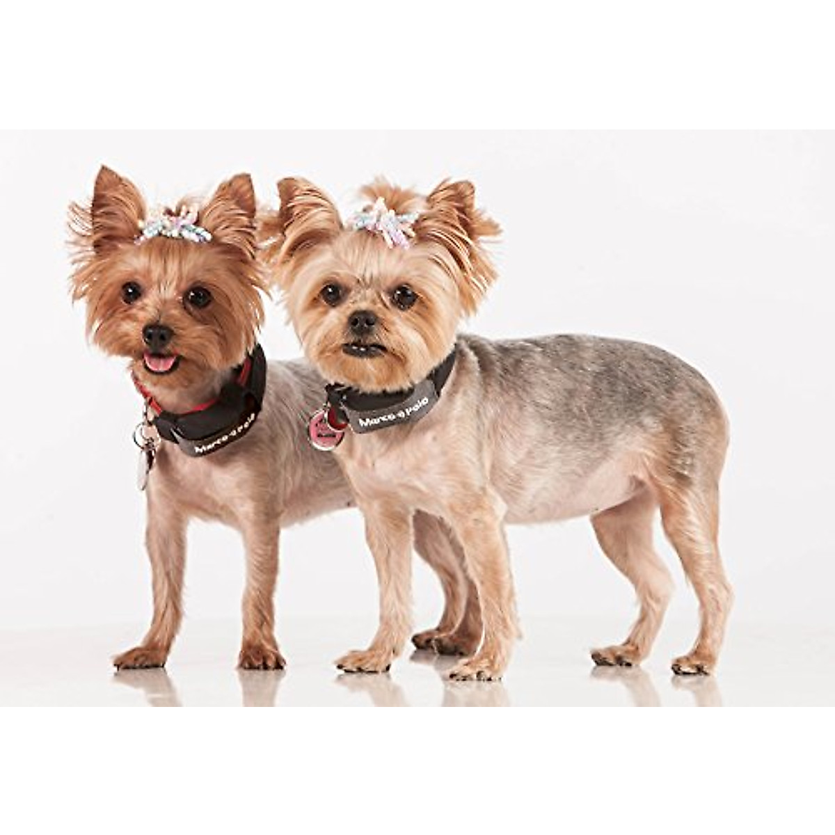 Eureka Technology MARCOPOLO Advanced Pet Monitoring, Tracking and Locating System (for Dogs and Cats 5 lb and Larger)