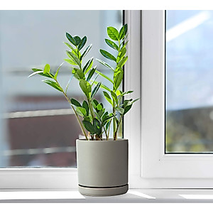 D'vine Dev 6 Inch Ceramic Planter Pot with Drainage Hole and Saucer, Indoor Cylinder Round Flower Pot, Grey, 94-O-C-3