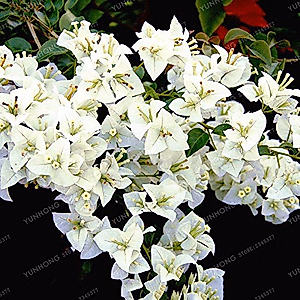 Dichondra Fresh 100 pcs Bougainvillea Flower Seeds for Planting Dark Yellow Violet