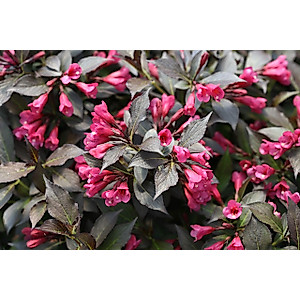 Proven Winner Spilled Wine Weigela, 2 Gal, Bright Pink Flowers and Deep Purple Foliage