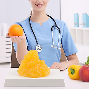 Human Body Fat Replica 1 lb with Display Base, Keep Fit & Weight Loss Motivation & Reminder, Human Fatty Tissue Demonstration Model for Nutritionist