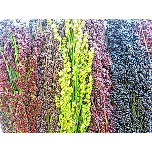Broom Corn Seed Multi Color Crafts Home Accents Gold Red Bronze Purple Brown jocad (100+ Seeds)