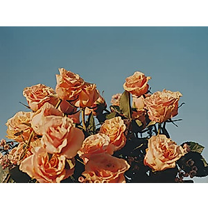 L'Occitane Rose Hand Cream 1 oz.