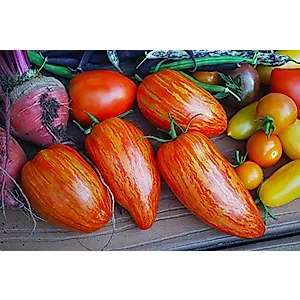 Speckled Roman Tomato Seeds for Planting, 100+ Heirloom Seeds Per Packet, (Isla's Garden Seeds), Non GMO Seeds, Botanical Name: Lycopersicon lycopersicum, Great Home Garden Gift