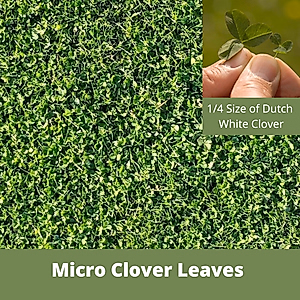 Flawn Seed Organic Coated Micro Clover Seed, Specialty Coated, Eco-Friendly, Low Mowing, Low Maintenance, Easy Open Compostable Pouch, Easy Spread Up to 500 SqFt