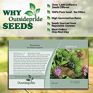 Outsidepride Burdock Arctium Lappa Nutritious Vegetable & Herb Garden Plant - 1000 Seeds