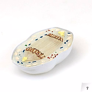 Parco Scientific PB00160 Animal Mitosis 3D Model | 9 Stage Mitosis Demonstration | Biology Classroom Cell Division Display | Detailed Open Cell Organelles | Pieces Equipped with Stand | W Manual