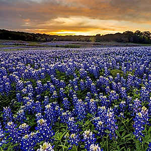 Outsidepride Perennial Texas Bluebonnet Wild Flowers - 500 Seeds
