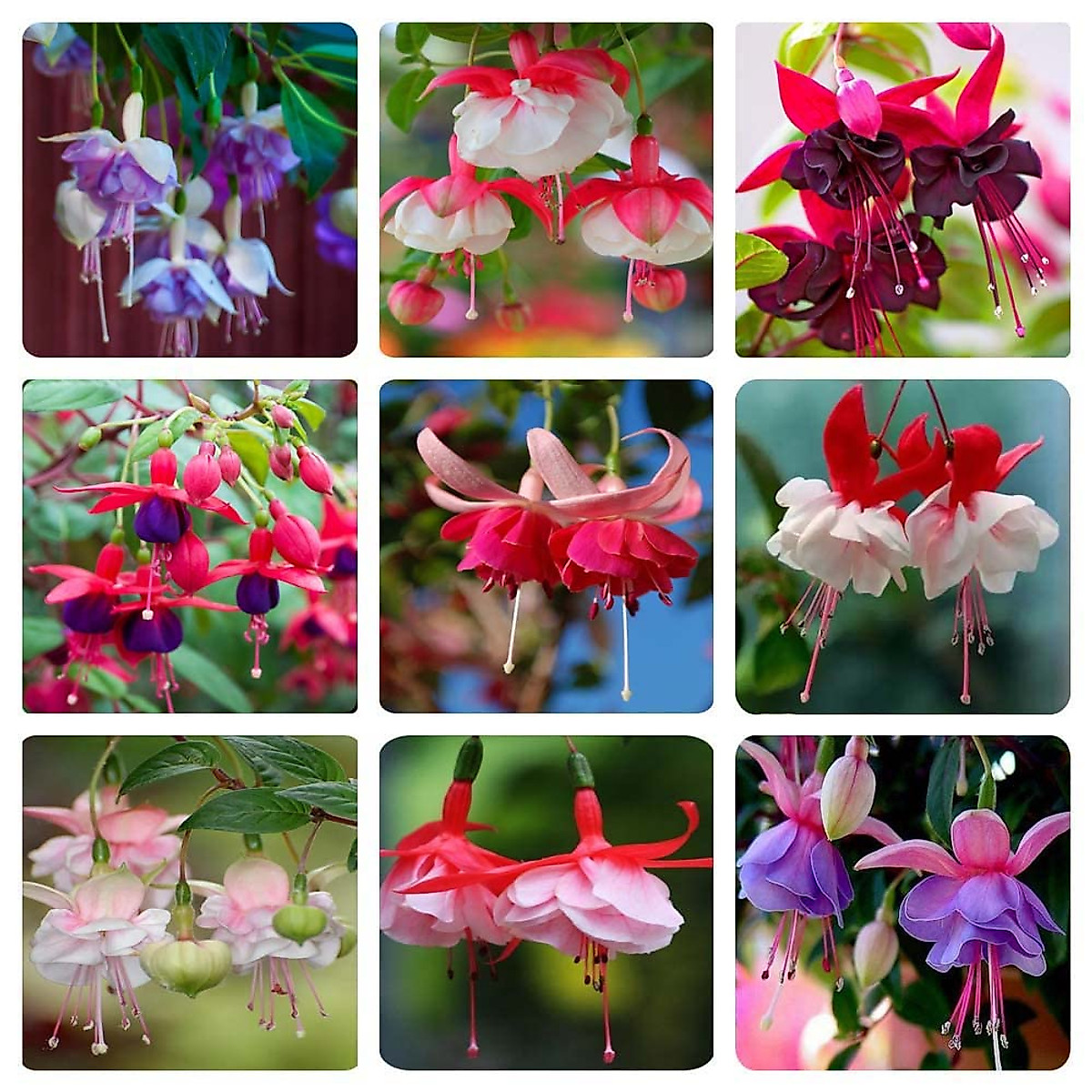 200PCS Fuchsia Seeds Fuchsia Flower Seeds for Planting Non GMO Heirloom Garden Seeds Outdoor Indoor (Mix Color)