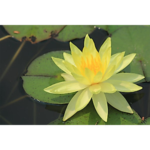 60 Pcs Mix Bonsai Bowl Lotus Seeds, Water Lilys Flower Plant, Lotus Seeds for Planting Water Features Seeds Non-GMO Fresh Garden Seeds