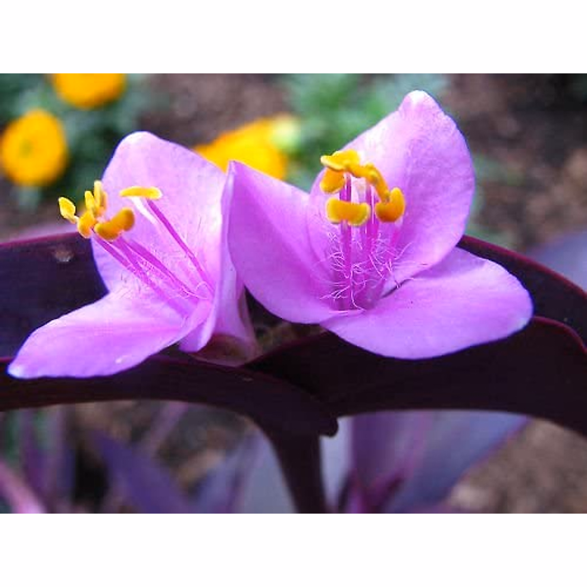 5 Cuttings Purple Heart Wandering Jew - Tradescantia Pallida Purpurea Plant
