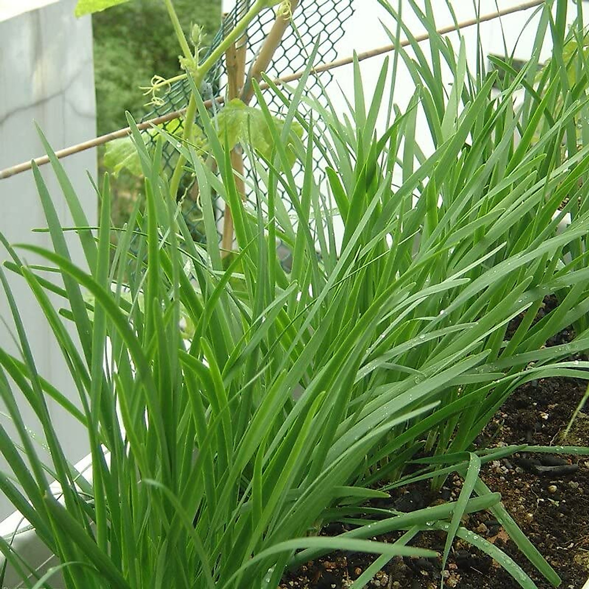 Chinese Leek Seeds for Planting(500 Seeds)