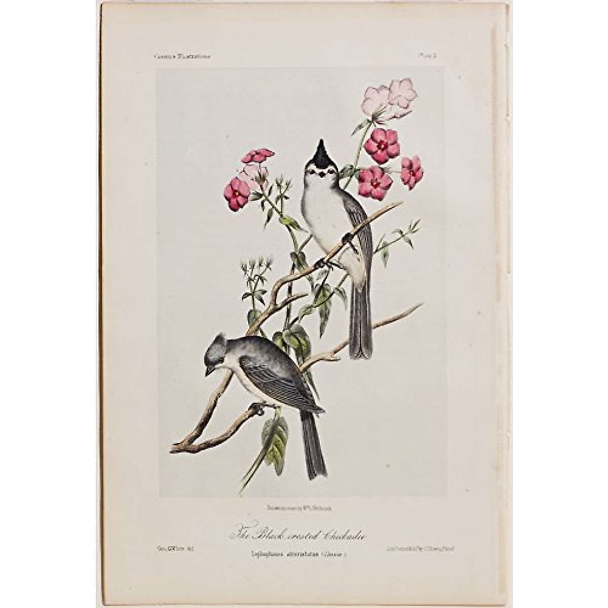 The Black-crested Chickadee