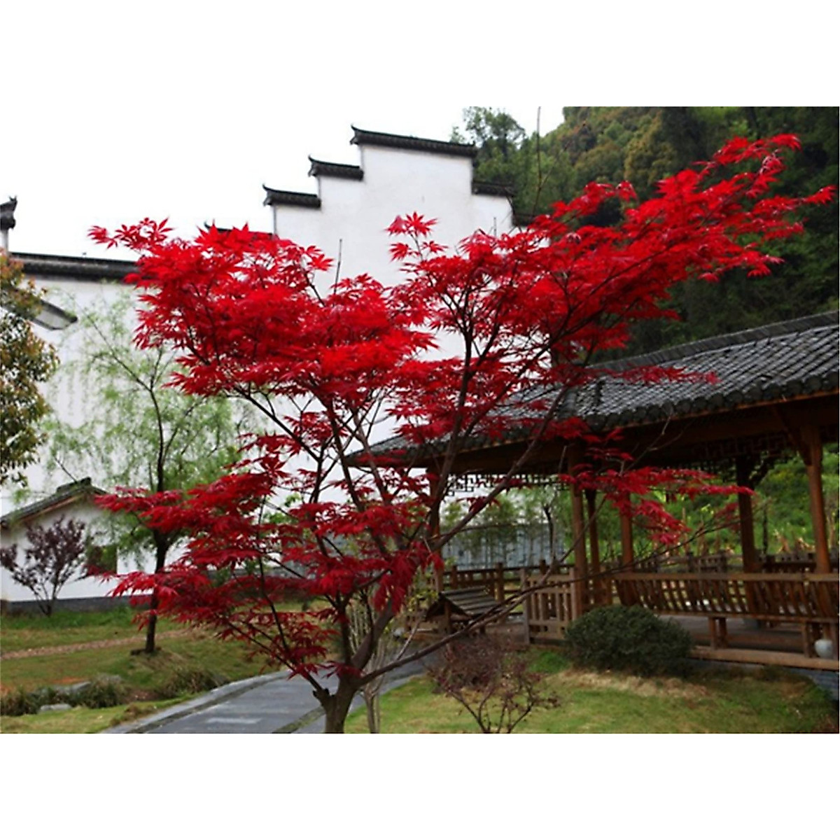Rare Flower Seeds Rare Seeds Red Japanese Maple Seeds Acer palmatum Seeds atropurpureum Seeds 20 Seeds