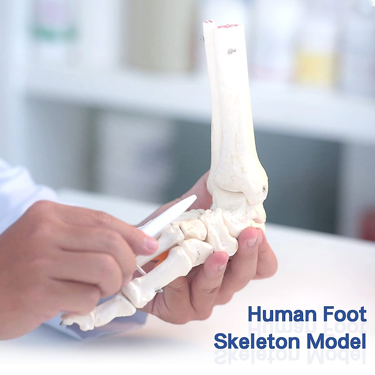 LYOU Human Foot Skeletal Model, Anatomical Model of Foot Bones with Fibula, Tibia, Tarsus, Metatarsal and Phalanges, Wire Articulation Designed to Simulate Natural Motion