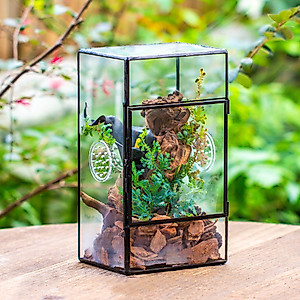 NCYP Small Glass Terrarium with 3 Vent Holes for Large Jumping Spider - 5.1" x 3.9" x 9" - Front Opening Door Insects Enclosure Habitat, Rectangle Black - Holes Diameter 0.12" (Terrarium Only)