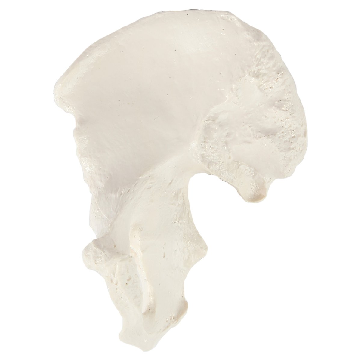 Axis Scientific Hip Bone Model | Left | Cast from a Real Human Coxal Bone l Hip Bone Model Has Realistic Texture and Important Bony Landmarks | Includes Product Manual