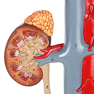 Axis Scientific Anatomy Model of Male Urinary System | Urinary System Model is 13.5 Inches Tall | Features Kidneys with Adrenal Glands, Ureters, and Bladder | Includes Product Manual