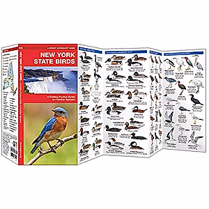New York State Birds: A Folding Pocket Guide to Familiar Species (Nature Observation North America)