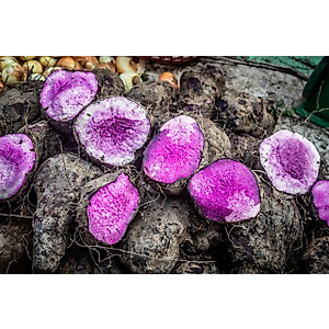 Purple Taro Powder - Naturally Dyes Food Purple/violet - Net Weight: 2.65oz / 75g - Violet Food Dye For Ice Cream, Frozen Yogurt, Smoothies & Bubble Tea - 100% Pure & Natural Colocasia Esculenta