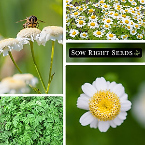 Sow Right Seeds - Feverfew Seeds for Planting - Non-GMO Heirloom Packet with Instructions to Plant an Outdoor or Indoor Herb Garden - Traditional Medicinal Herb, Make Tea & Extract for Migraines (1)