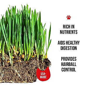 The Cat Ladies Hello Kitty Organic Cat Grass Growing kit with Organic Seed Mix, Soil and Hello Kitty Planter. Natural Hairball Control and Digestive Remedy,Cat Gifts