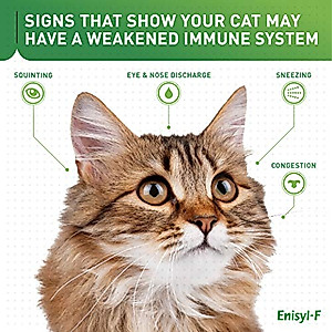 Vetoquinol Enisyl-F Oral Paste: L-Lysine Supplement for Cats - Tuna Flavor, 3.4oz (100mL) Pump