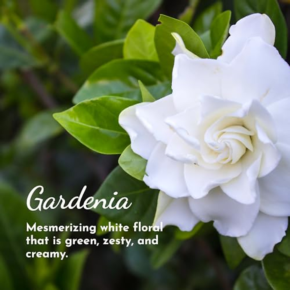 Herb & Root Gardenia Perfume for Women | Single Note Fragrance