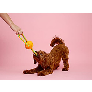 Hartz DuraPlay Bacon Scented Dog Toys, Medium/Large for All Breed Sizes