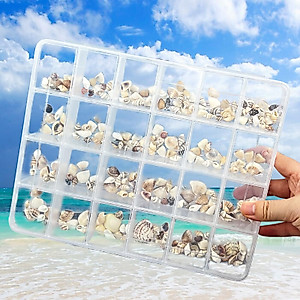 Rainmae Seashell Display Box, 24 Grids Seashell Storage Box, Transparent Plastic Seashell Starfish Trinket Storage Box, Small Craft Organizers Container for Bead, Nail, Jewelry, Stones