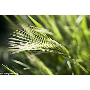 Tamron F1.8 VC 35mm USD Lens for Nikon - Black