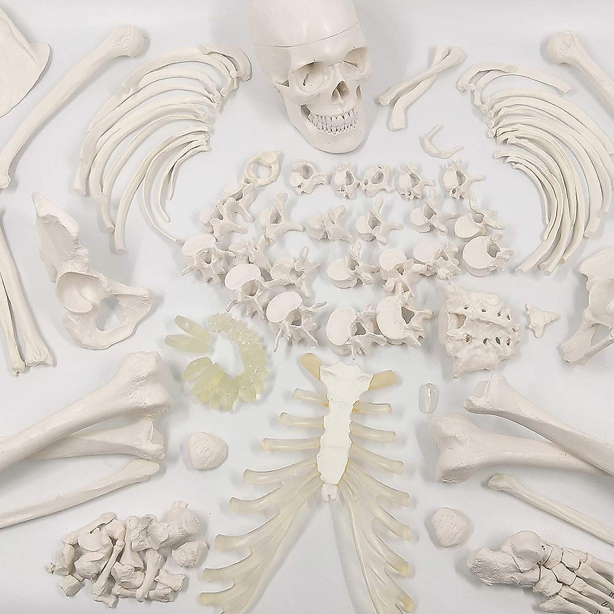 Evotech Disarticulated Human Skeleton Model For Anatomy 67 inch High, Full Size Skeleton Models with Skull, Spine, Bones, Articulated Hand & Foot, for Anatomy Medical Learning